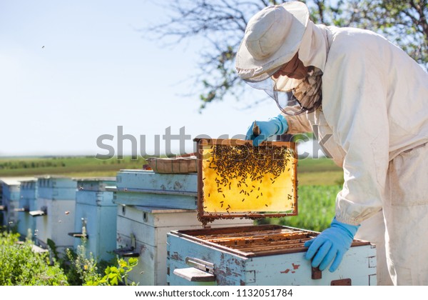 Beekeeper on apiary. Beekeeper is working with bees and beehives on the ... Beekeeper on apiary. Beekeeper is working with bees and beehives on the ...
