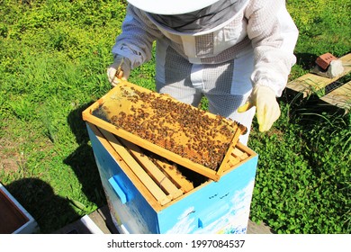 1,429 Brood capping Images, Stock Photos & Vectors | Shutterstock