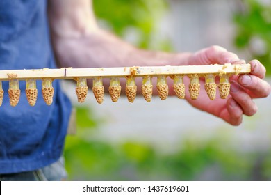 77 Emergency queen cell Images, Stock Photos & Vectors | Shutterstock