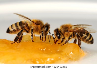65,387 Bee Eat Images, Stock Photos & Vectors | Shutterstock
