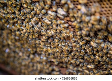 Coral Reefs Built Stony Corals Which Stock Photo 755365807 | Shutterstock