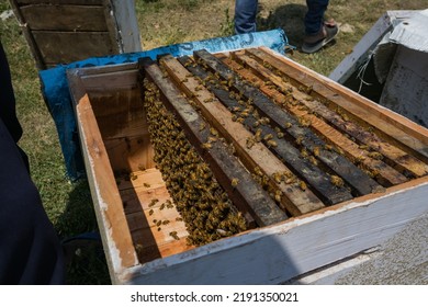 862 Bees Beehive Inside Working Images, Stock Photos & Vectors ...