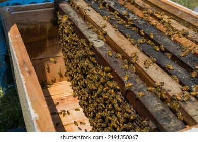 862 Bees Beehive Inside Working Images, Stock Photos & Vectors ...