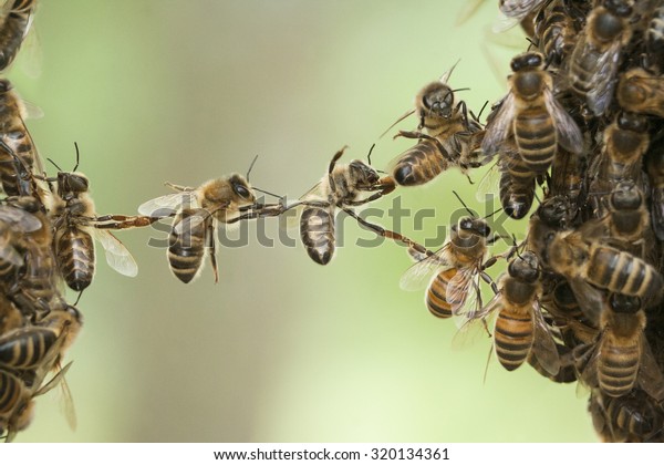 Bees Making Chain Combine Two Bee Stock Photo (Edit Now) 320134361