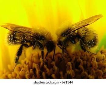 1,830 Bees team work Images, Stock Photos & Vectors | Shutterstock
