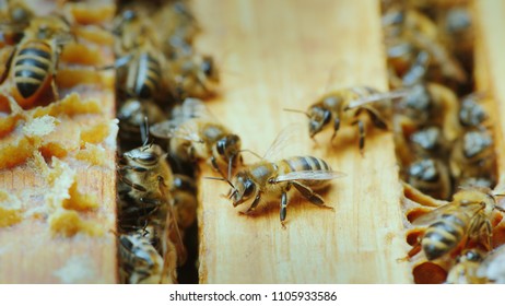 Bees Work Inside Hive Stock Photo 1105933586 | Shutterstock