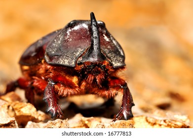 Beetle Stock Photo 16777813 | Shutterstock