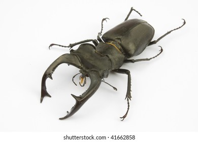 Aegus Parallelus Lucanidae Stock Photo 586500692 | Shutterstock