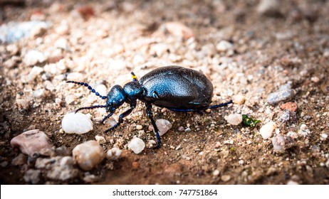 Ground Beetle Broscus Cephalotes Macro Photo Stock Photo 81501526 ...