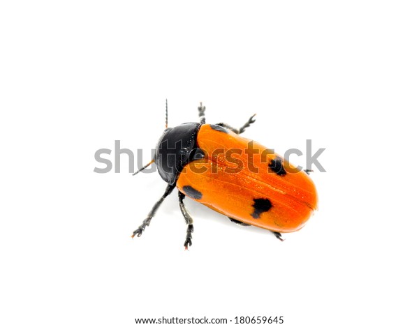 Beetle Clytra Quadripunctata On White Background Stock Photo 180659645 ...