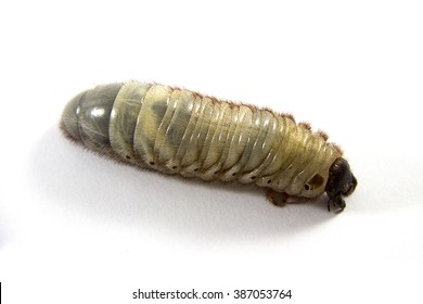 Alphitobius Diaperinus Lesser Mealworm Beetle Stock Photo (Edit Now ...