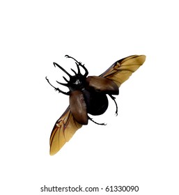 26,854 Insect open wings Images, Stock Photos & Vectors | Shutterstock