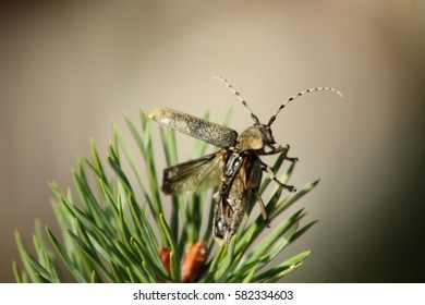 Beetle Taking Flight Stock Photo 582334603 Shutterstock