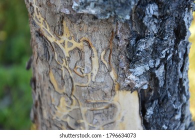 150 Beetle kill pine trees Images, Stock Photos & Vectors | Shutterstock