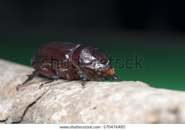Beetles Stock Photo (Edit Now) 570476485