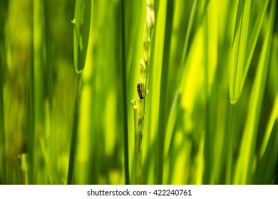 113 Ladybirds rice field Images, Stock Photos & Vectors | Shutterstock