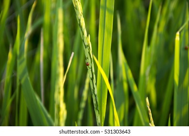 113 Ladybirds rice field Images, Stock Photos & Vectors | Shutterstock