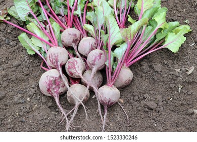 Beetroot Garden Fall Taproot Portion Beet Stock Photo 1523330246 ...