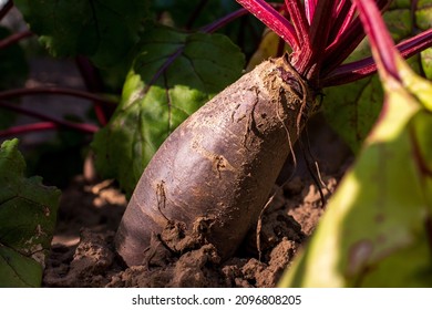 Beetroot Grows Ground Stock Photo 2096808205 | Shutterstock