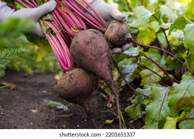 4,934 Beet woman Images, Stock Photos & Vectors | Shutterstock