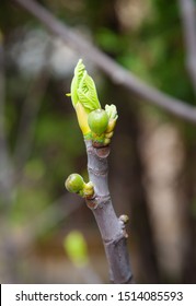 2,017 Fig Tree In Bloom Images, Stock Photos & Vectors | Shutterstock