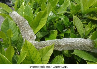 300 Creep Roll Images, Stock Photos & Vectors | Shutterstock