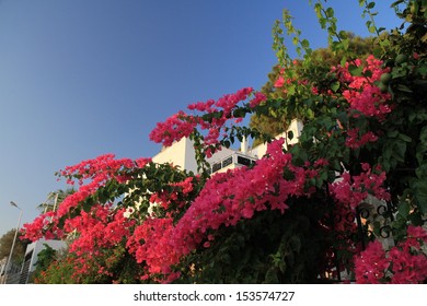 243 Begonvil bodrum Images, Stock Photos & Vectors | Shutterstock