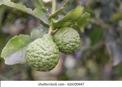 Begot Images, Stock Photos & Vectors | Shutterstock