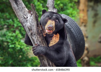 Behavior Malayan Sun Bear Stock Photo 658486390 | Shutterstock