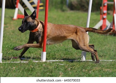 4,118 Belgian Malinois Training Images, Stock Photos & Vectors ...