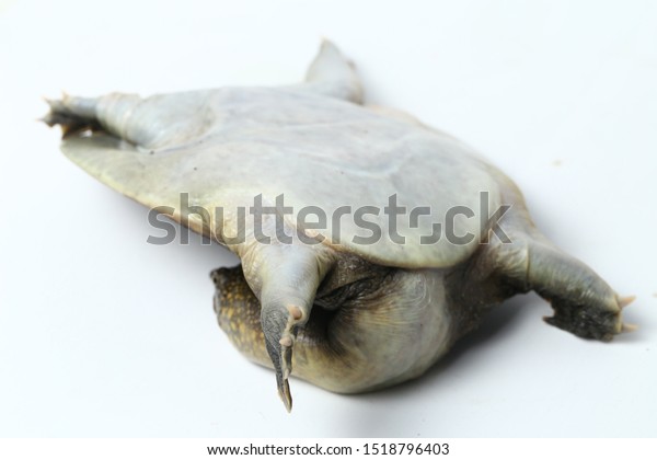 Belly Common Softshell Turtle Asiatic Softshell Stock Photo (Edit Now ...