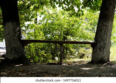 Bench Made Between Two Trees Stock Photo 1497756011 | Shutterstock