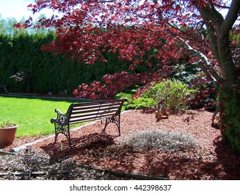 Bench Under Maple Tree Stock Photo 442398637 | Shutterstock