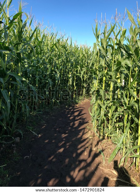 Bend Corn Maze Stock Photo 1472901824 | Shutterstock