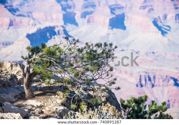 Bending Tree Stock Photo 740891287 | Shutterstock