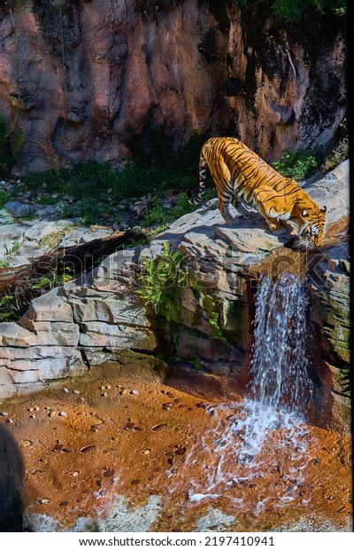 Bengal Tiger Drinking Water Stream Over Stock Photo 2197410941 ...
