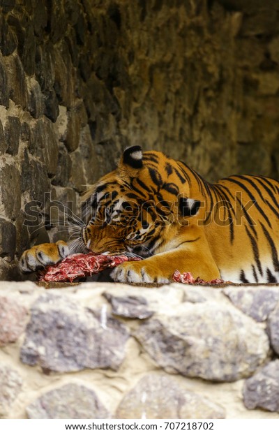 Bengal Tiger Eats Meat Stock Photo 707218702 | Shutterstock