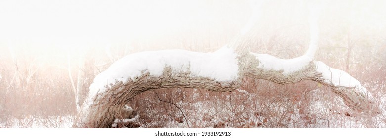771 Bent tree top Images, Stock Photos & Vectors | Shutterstock