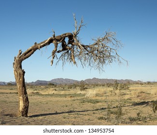 3,572 California dead trees Images, Stock Photos & Vectors | Shutterstock