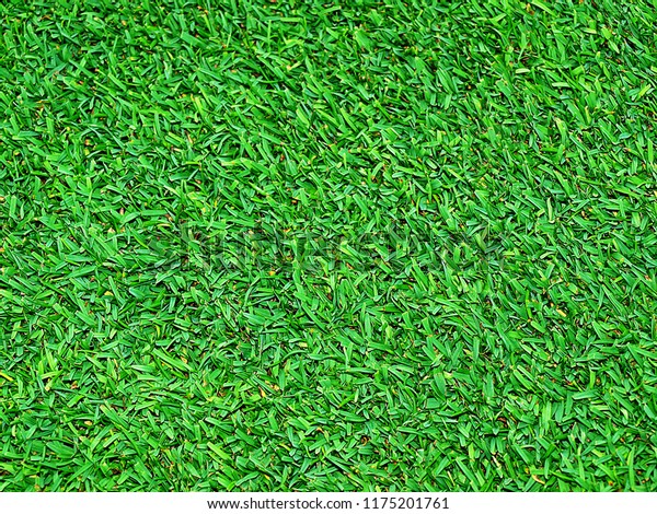 「Bermuda Grass Texture Background」の写真素材（今すぐ編集） 1175201761