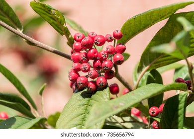 146 Cornubia tree Images, Stock Photos & Vectors | Shutterstock