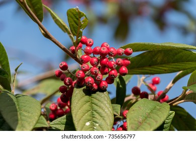 146 Cornubia tree Images, Stock Photos & Vectors | Shutterstock