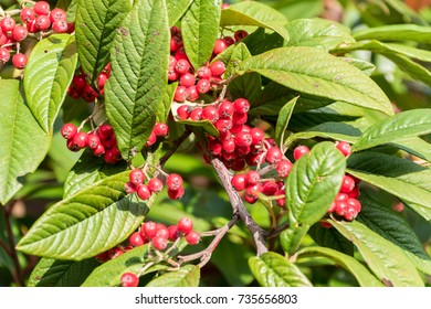 146 Cornubia tree Images, Stock Photos & Vectors | Shutterstock
