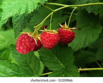 957 Raspberry stalk Images, Stock Photos & Vectors | Shutterstock