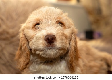 Bertie 8 Week Old Cockapoo Puppy Stock Photo 1578066283 | Shutterstock