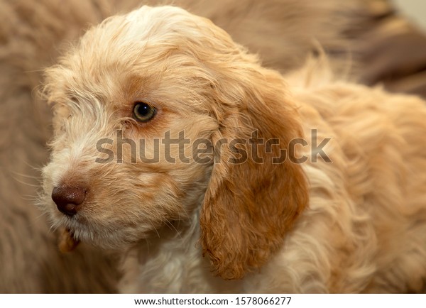 Bertie 8 Week Old Cockapoo Puppy Stock Photo 1578066277 | Shutterstock