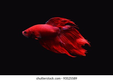Beta Stock Photo 93525589 | Shutterstock