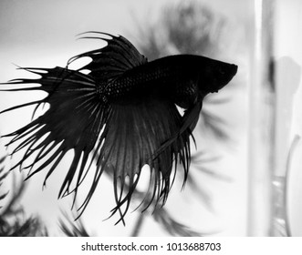 Betta Fish Flexing Stock Photo (Edit Now) 1013688703