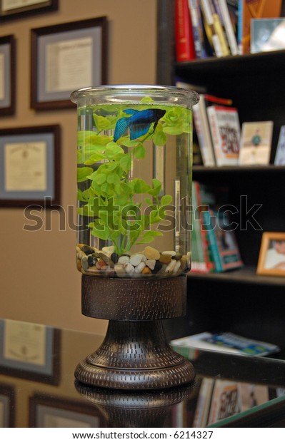 Betta Fish Office Setting Stock Photo 6214327 | Shutterstock