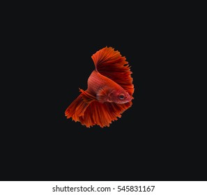 Betta Fish On Back Background Stock Photo 545831167 | Shutterstock